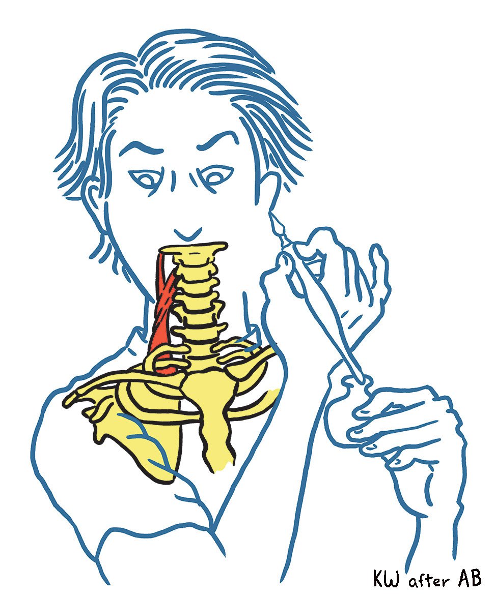 GET A GRIP!: Stretching Your Nefarious Levator Scapula Muscle (with ...