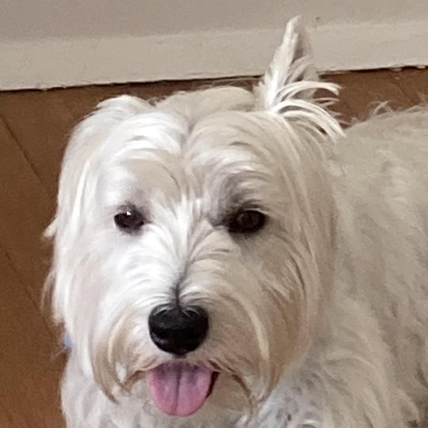 Adam Wescott, Author at The Beat